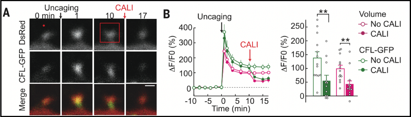 Stepwise synaptic plasticity events drive the early phase of memory ...