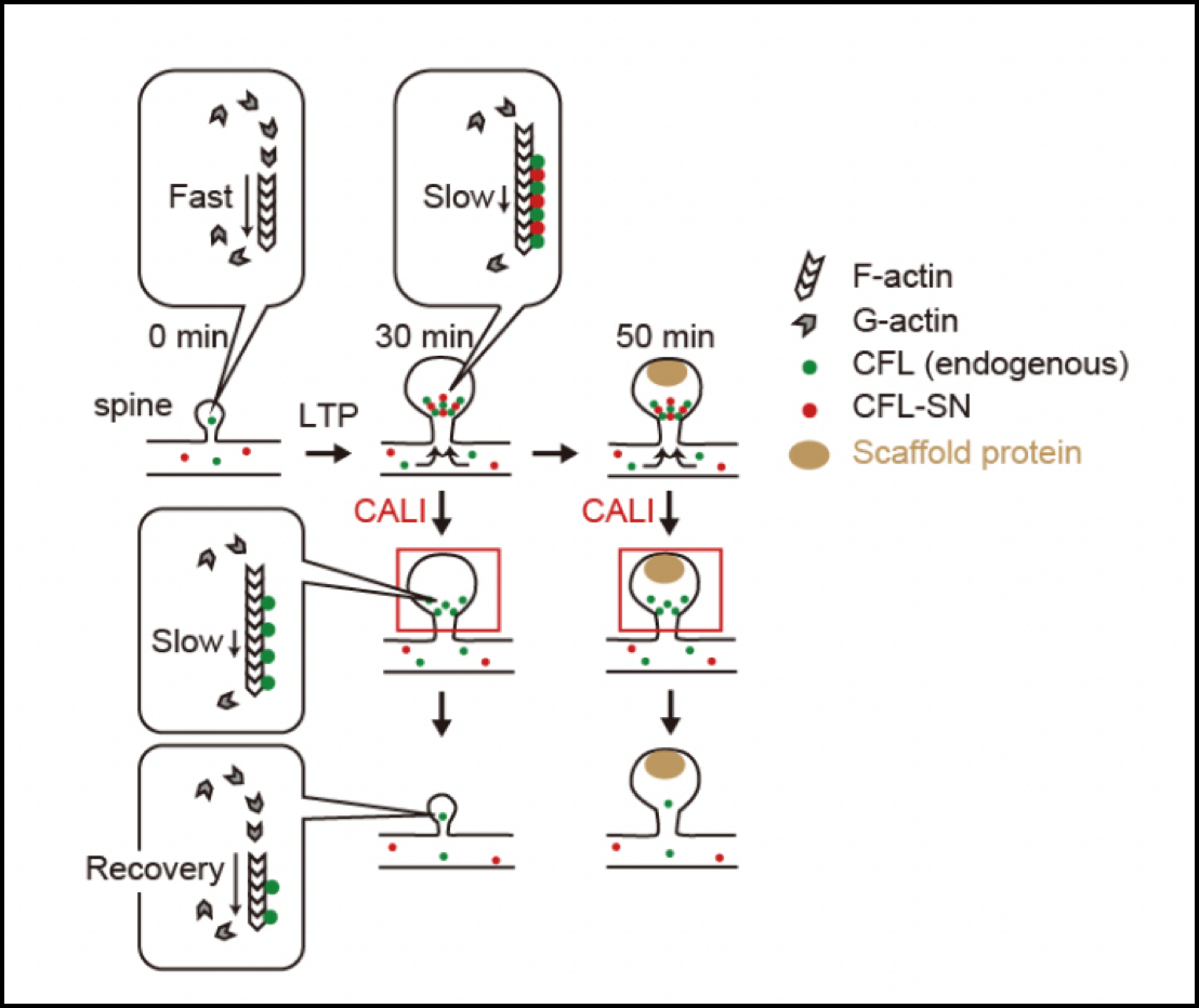 Stepwise synaptic plasticity events drive the early phase of memory ...