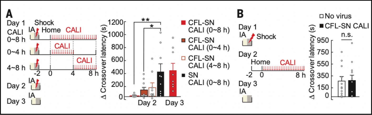 Stepwise synaptic plasticity events drive the early phase of memory ...