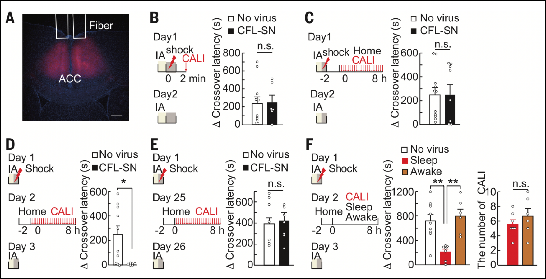 Stepwise synaptic plasticity events drive the early phase of memory ...