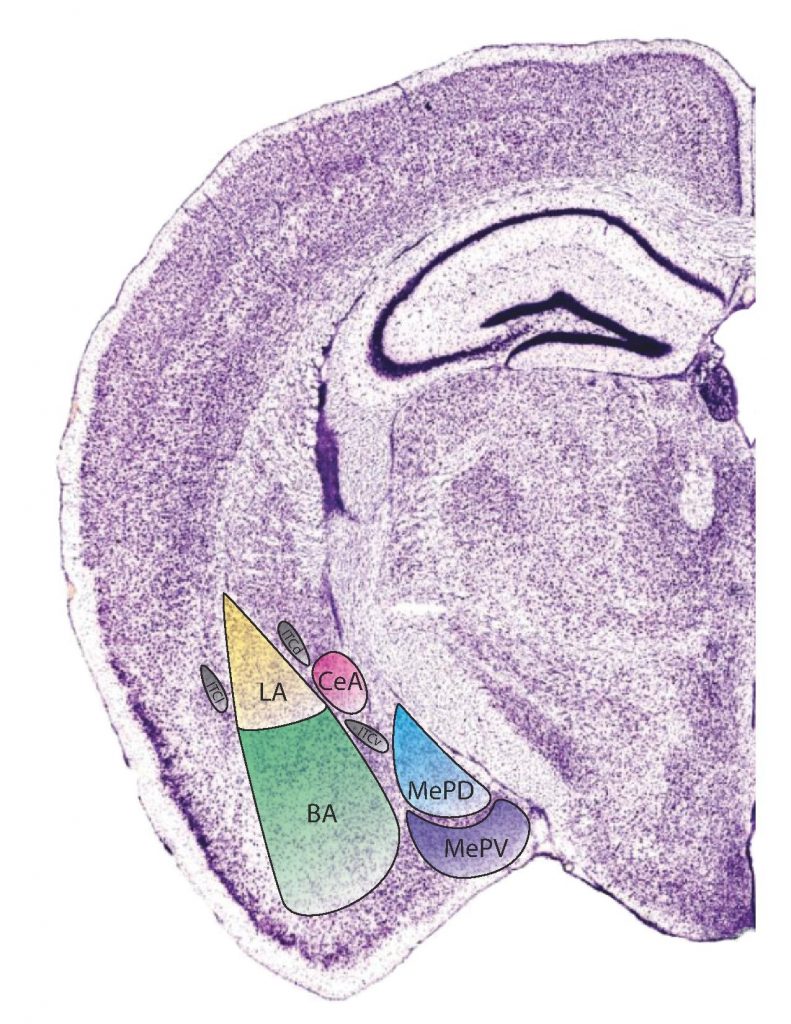 Notes of Amygdala | Jack's Space