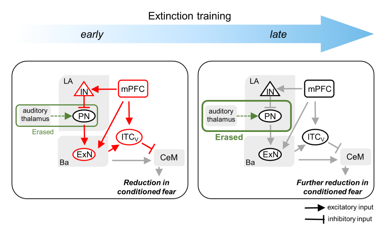 Amount of fear extinction changes its underlying mechanisms. | Jack's Space