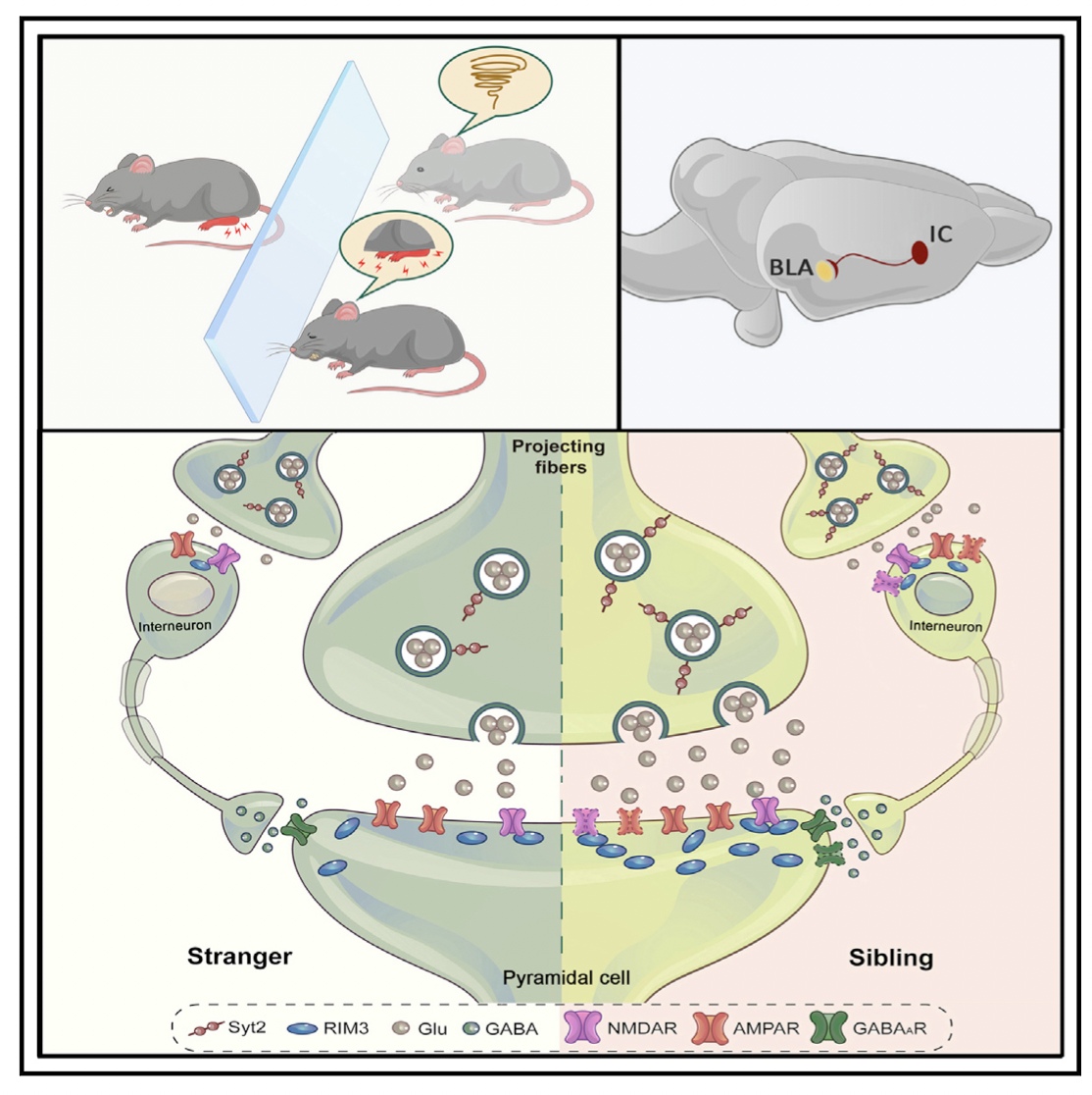 Glutamatergic synapses from the insular cortex to the basolateral ...