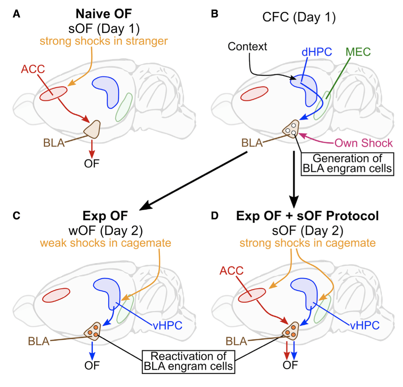 Hippocampal-amygdala memory circuits govern experience-dependent ...
