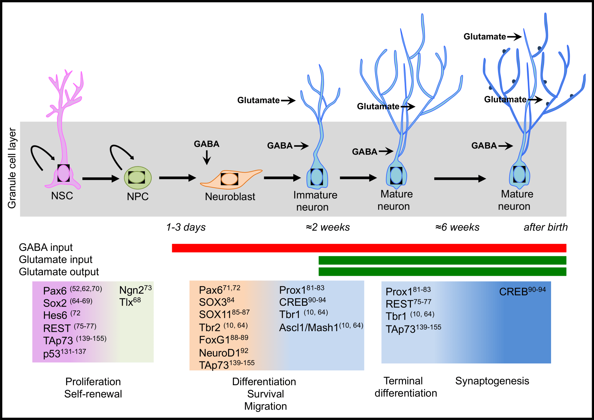 Hypothalamic modulation of adult hippocampal neurogenesis in mice ...