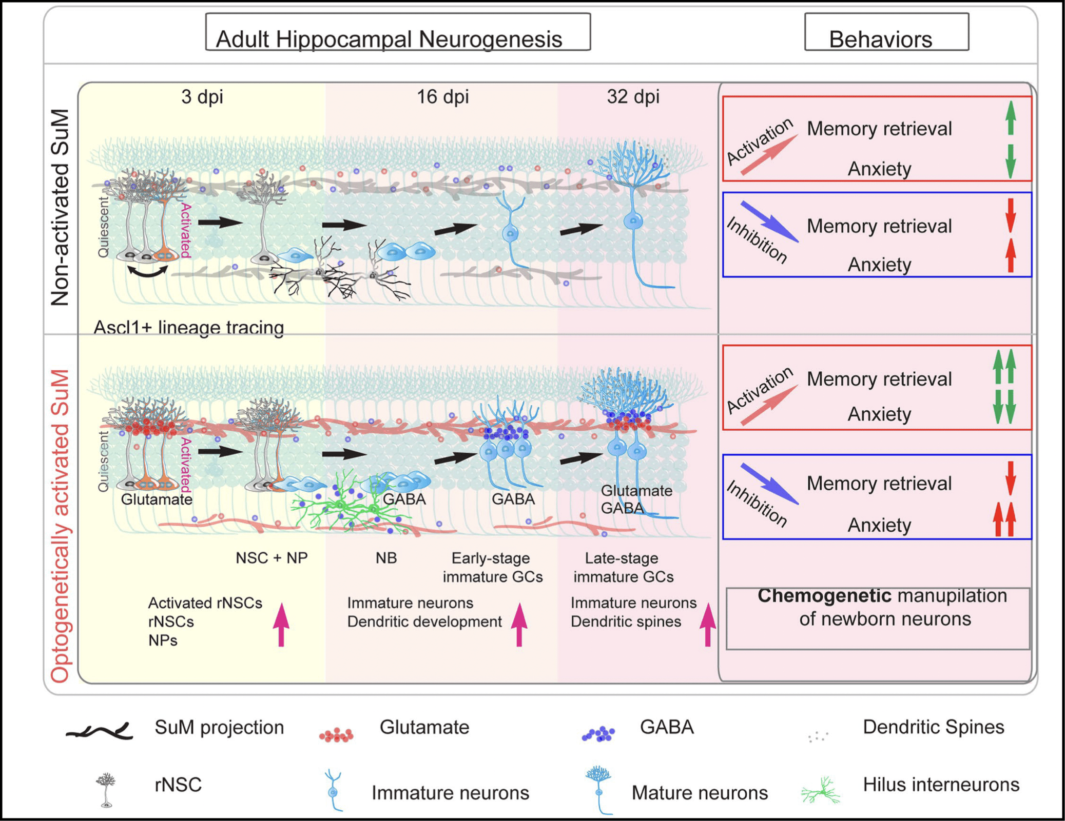 Hypothalamic modulation of adult hippocampal neurogenesis in mice ...